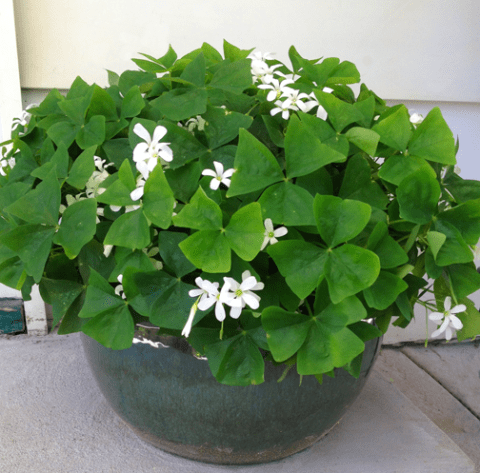 SHAMROCK TIPS AND CARE | Siebenthaler's