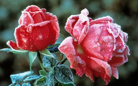 Winter Protection for Roses | Siebenthaler's